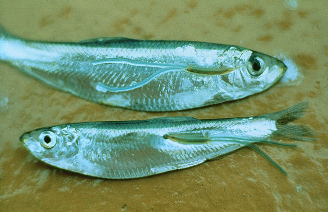 Sprattus sprattus (Linnaeus, 1758)